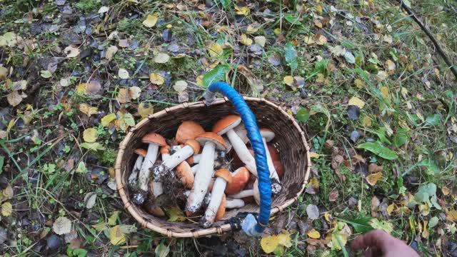 Лес Грибы Красные 2023 10 02