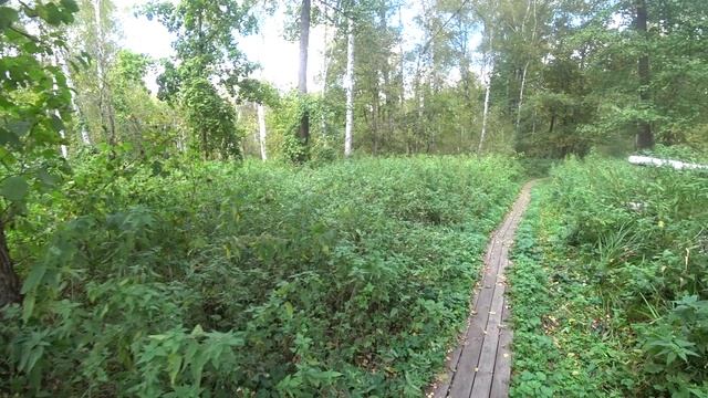 Эко - тропа в тамбовском лесу.