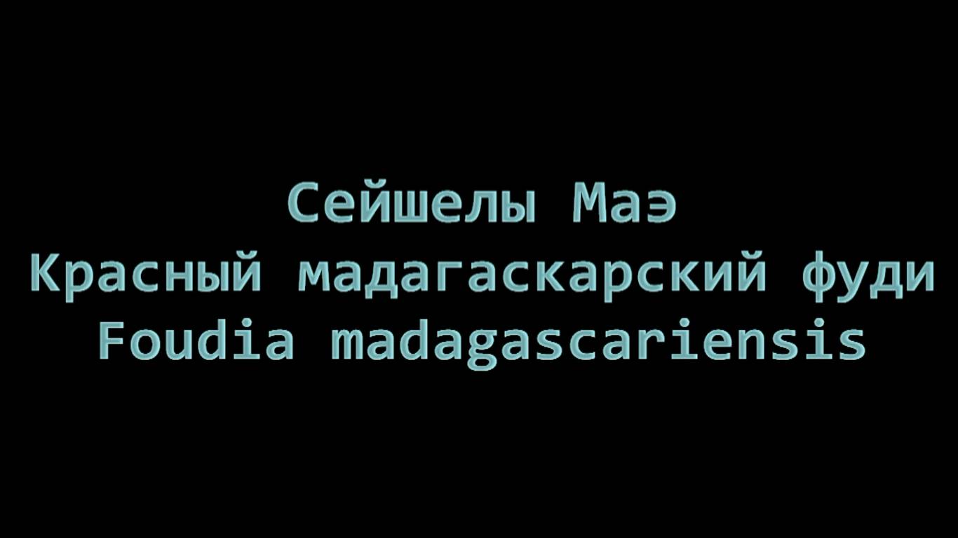 Сейшелы Маэ Foudia madagascariensis