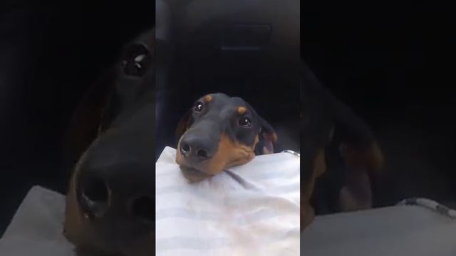 собака говорун жалуется при поездке на дачу :)