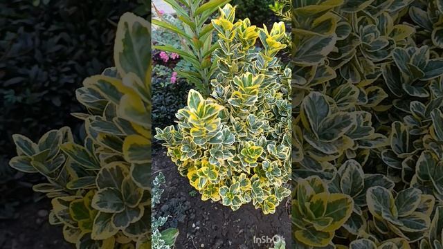 Бересклеты.