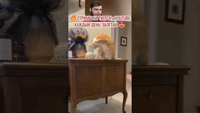 😼САМЫЙ УМНЫЙ КОТ🧠 #приколы2024 #юмор2024 #смешныевидео #рофлы