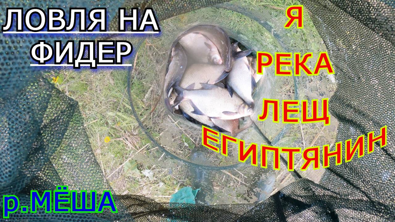 МАЙСКИЙ ЛЕЩ и НЕОЖИДАННОЕ ЗНАКОМСТВО/MAY BREAM and AN UNEXPECTED ACQUAINTANCE!