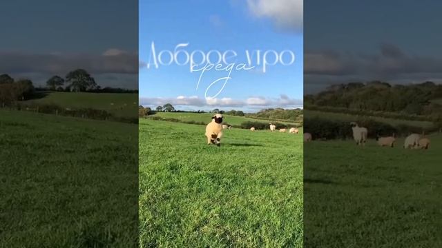 Доброе утро