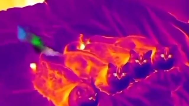 🐱💨🧞  Барсик выпустил джина на волю