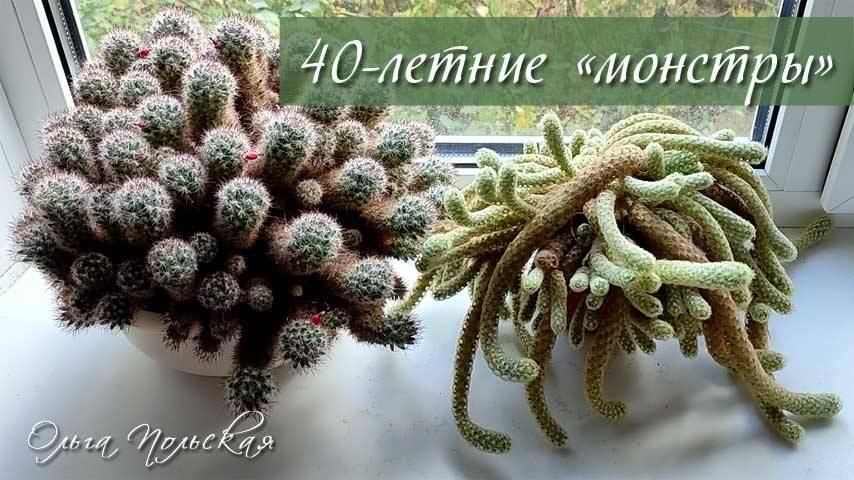 Домашние Кактусы. 40-летние «монстры». Хроника,  октябрь 2022
