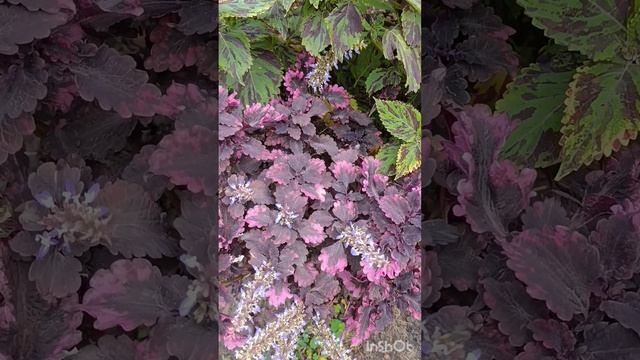 Колеусы в октябре.