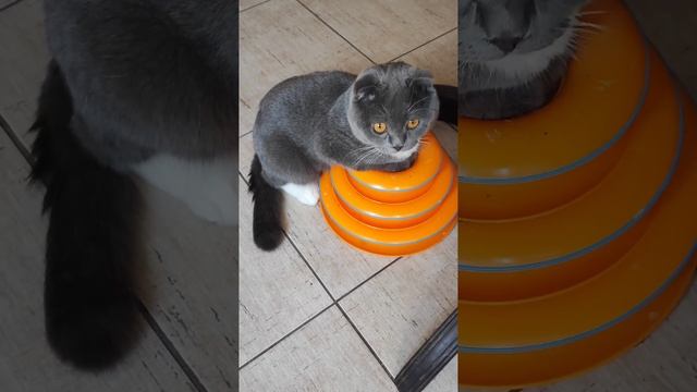 Очаровательный Марсик