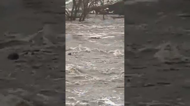 Дон. Половодье. март 12 2023