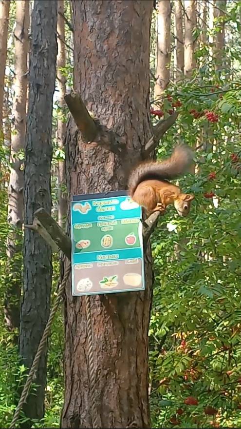 Карагайский бор белка. Захватывающие места и великолепная природа.