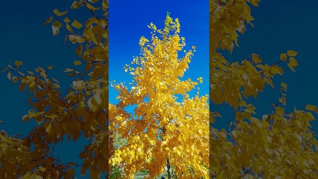 Экхарт Толле