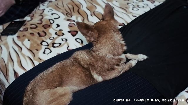 Наша любимая собачка Кнопа