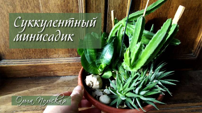 Суккулентный минисадик, первые сюрпризы. Хроника,  октябрь 2022