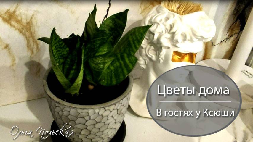 Цветы дома. В гостях у Ксюши – 2. Хроника,  ноябрь 2022