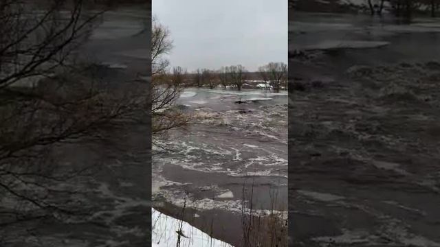 Дон. Половодье. март 12 2023