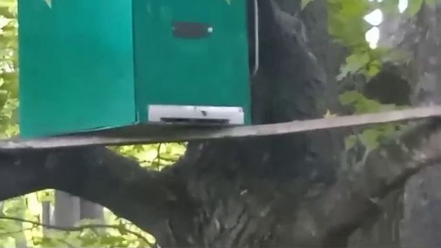 пчёлки прилетели# весна# роение# 22.05.2024