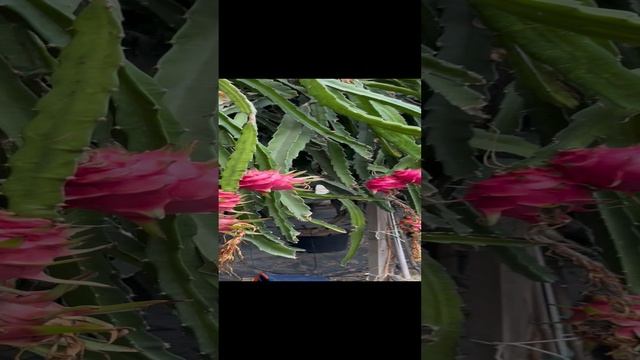 Ферма Драконовых Фруктов На Кипре #shorts