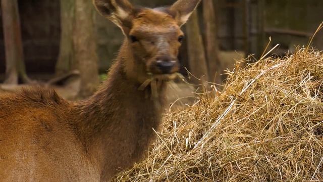 Зооферма  Приют Белоснежки