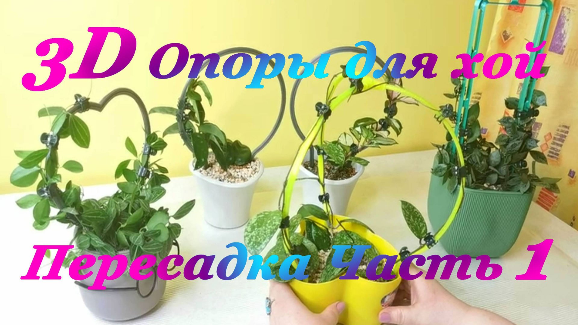 Опоры для Хой. Пересадка Часть 1.