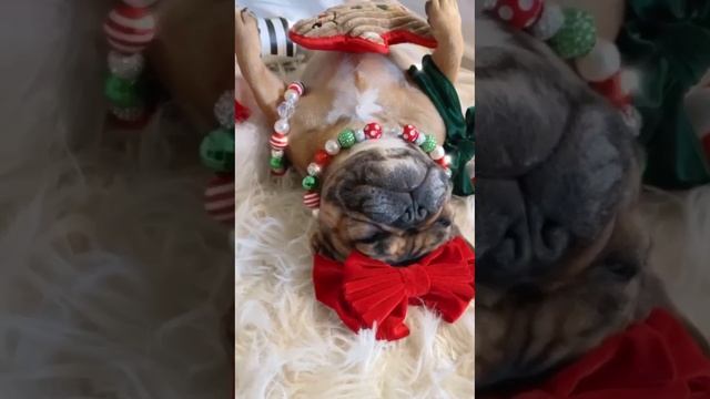 НГ встречаем