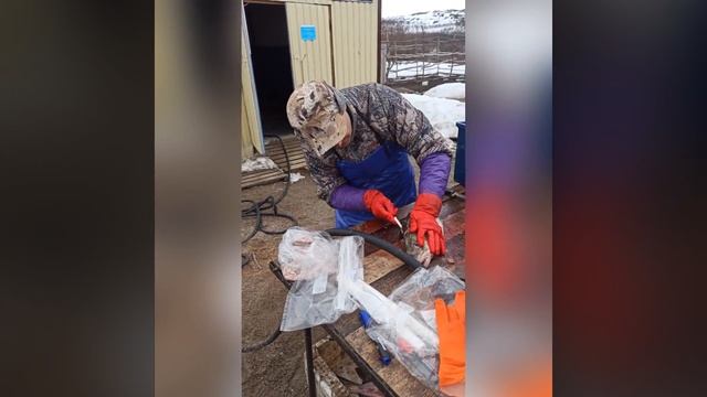 Скоростная филеровка трески High-speed cod filleting