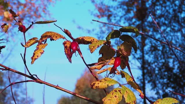 Разговор с дождиком. Премьера клипа, 2021. Музыка Александр Шантин, Стихи Яна Велк. Читает автор.
