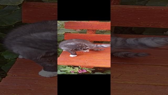 ох и игривая девочка