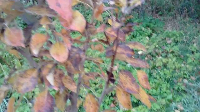 Подвой для груши Ва 29