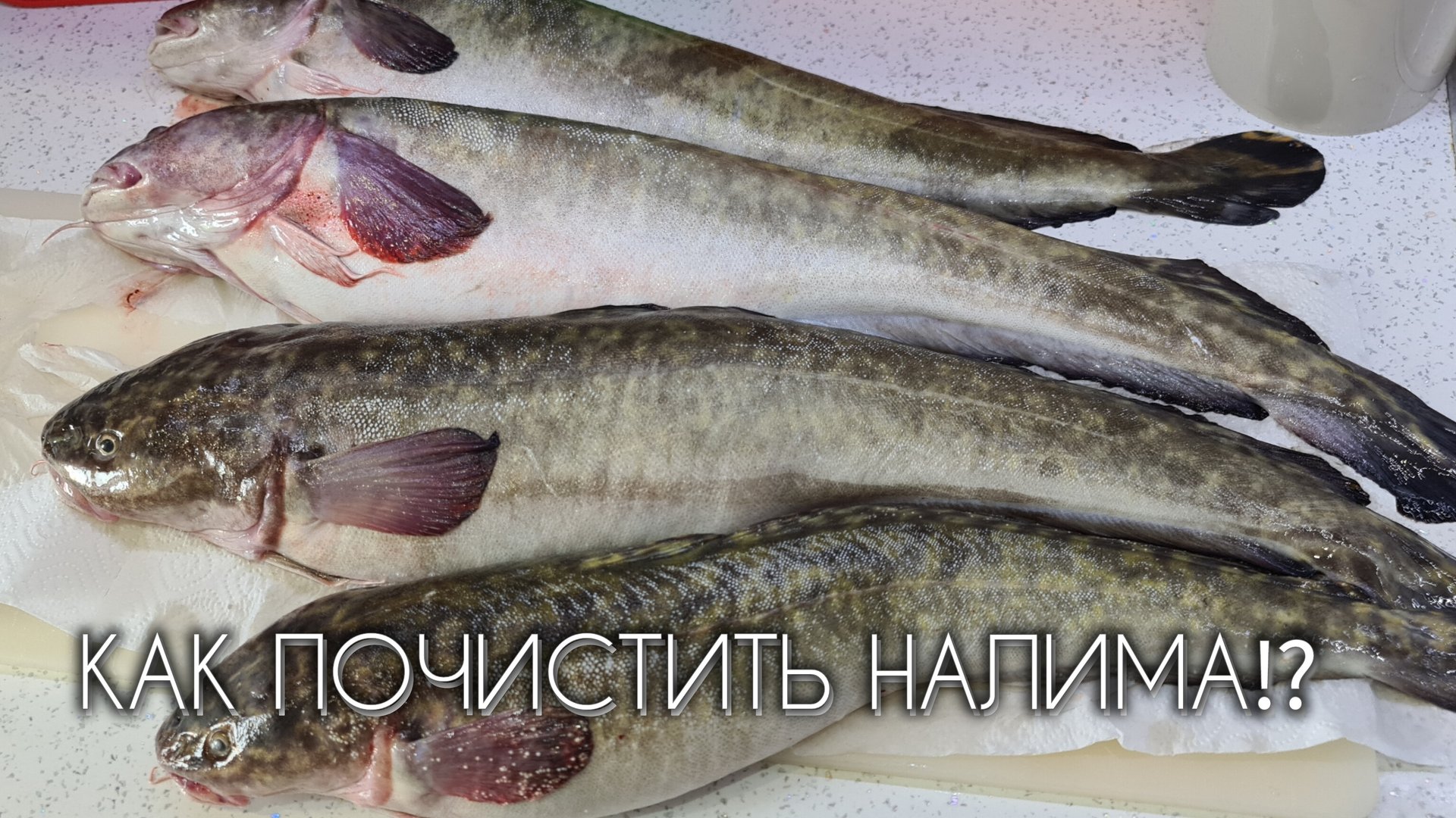 КАК ПОЧИСТИТЬ НАЛИМА !? #налим #сом #рыбалка