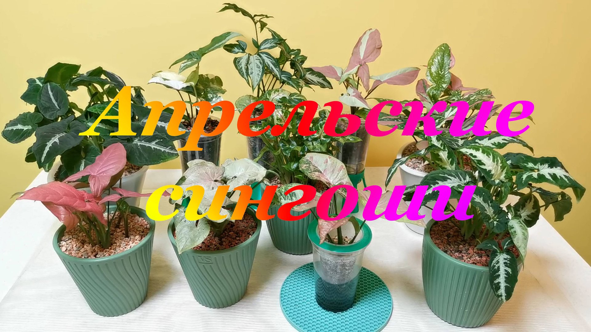 Сингоши апрель 2024