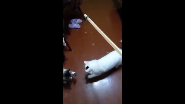 Кот Лёлик и цветы. Кошки против обрезки Герани.