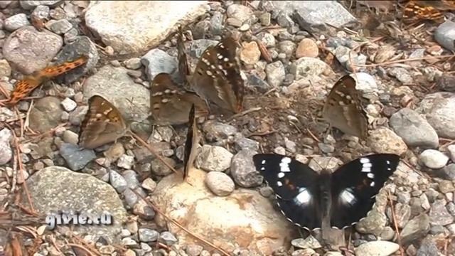 Бабочки на реке Максимовка