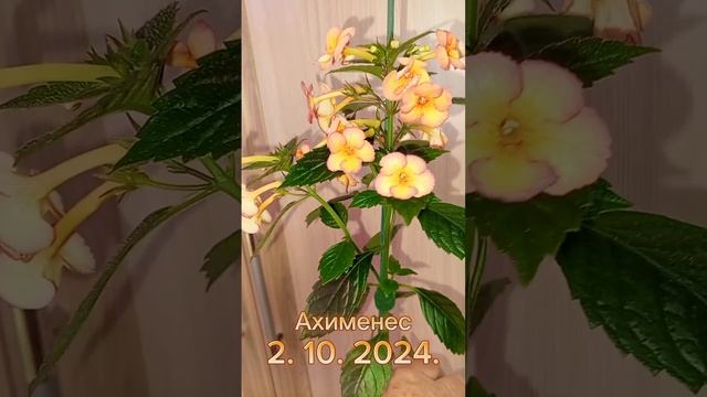 Так цветет Ахименес.