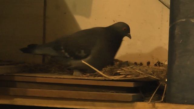 Пионер его баба и детка