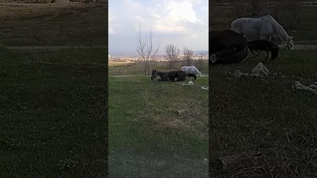 Конь не валялся