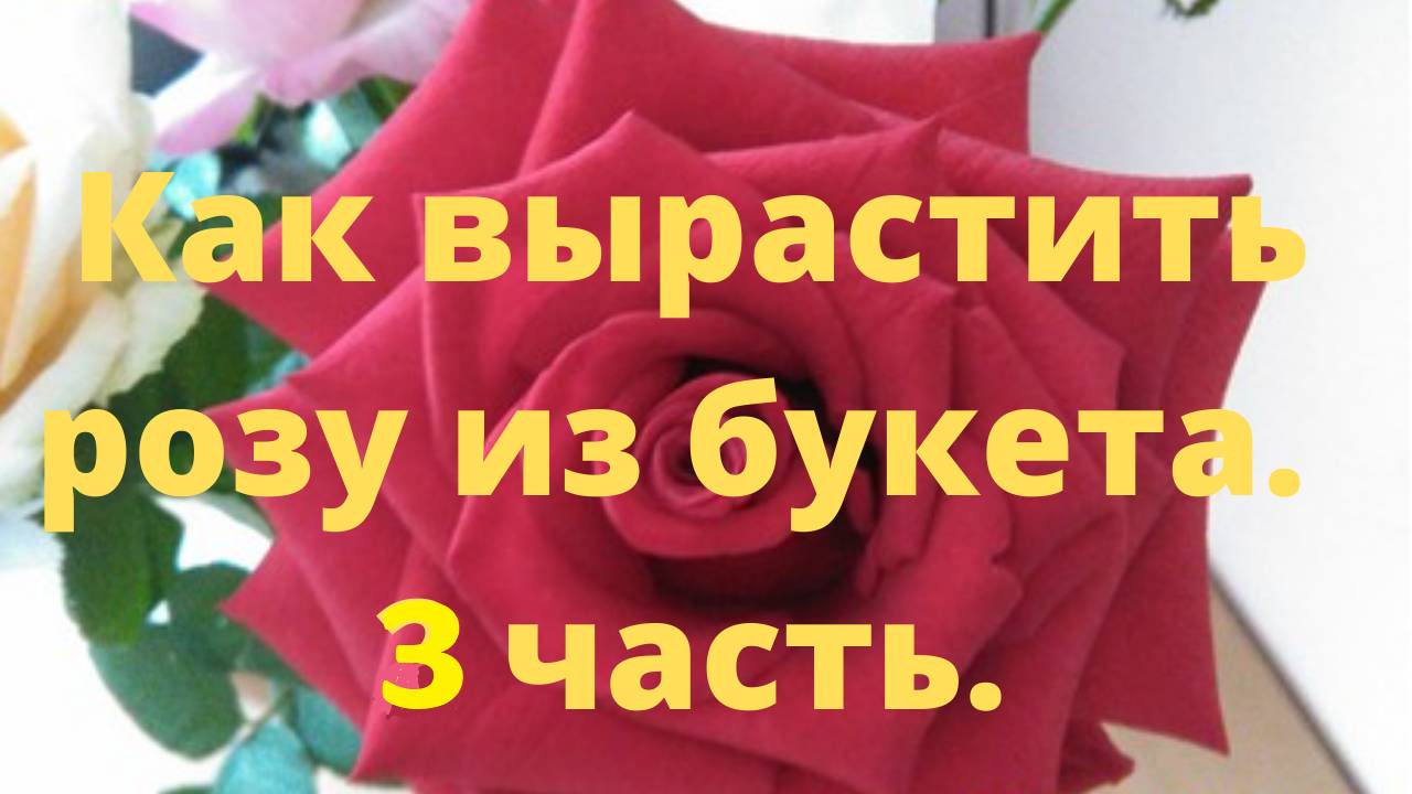 Как вырастить розу из букета.Часть 3.