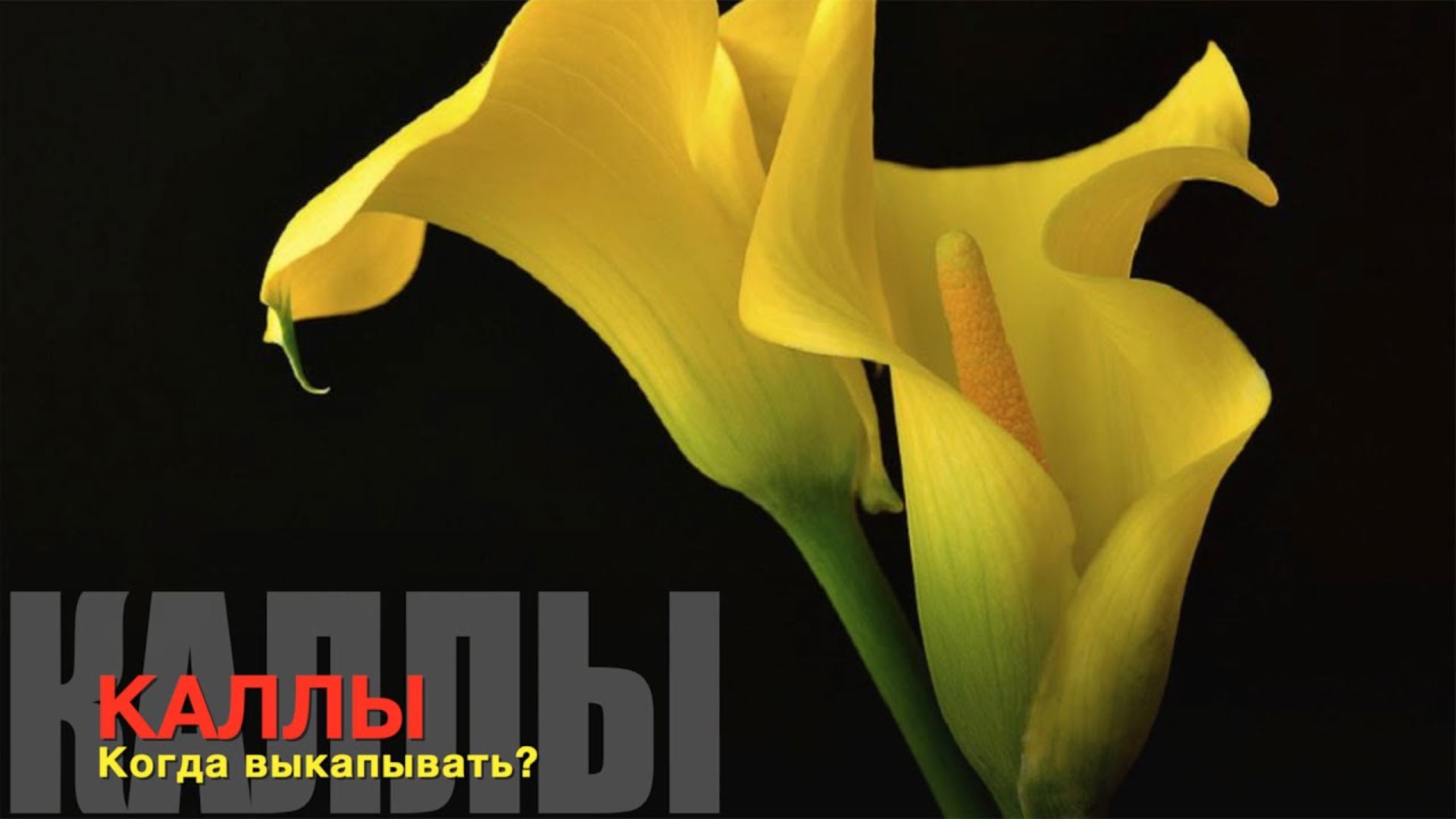 КАК СОХРАНИТЬ КАЛЛЫ? / Самый простой способ