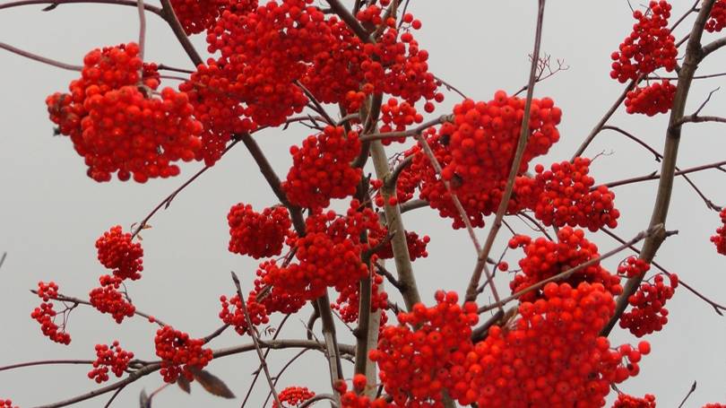 Моя Петербургская  осень