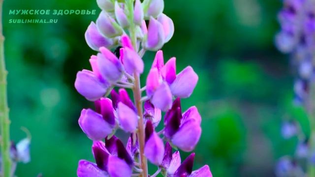 Мужское здоровье. Скрытые аффирмации для мужчин. Саблиминал.