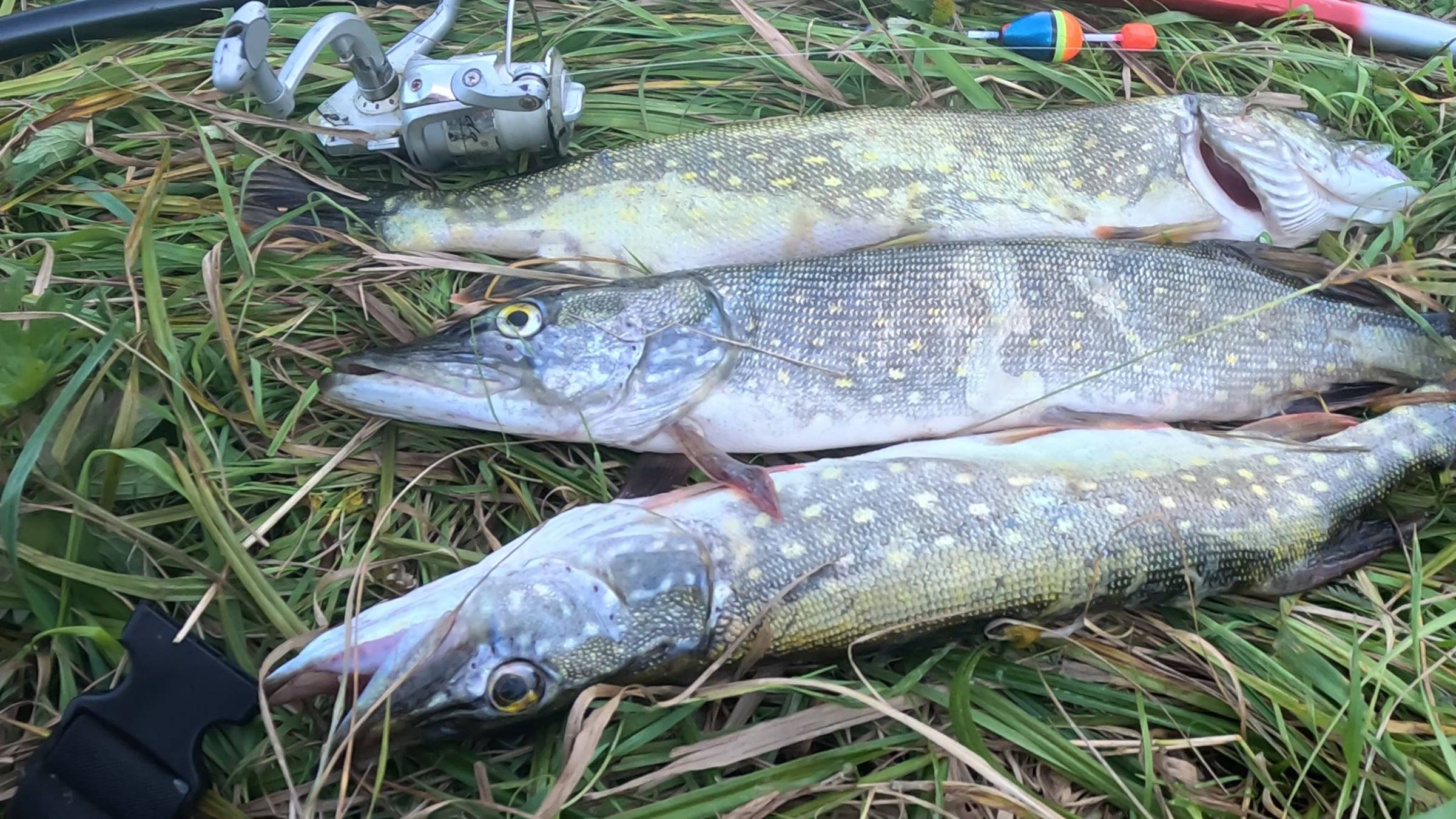 Рыбалка на ЖИВЦА, Ловля щуки на попловочную удочку
