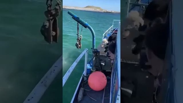 Необычная выгрузка коров (с просторов интернета)