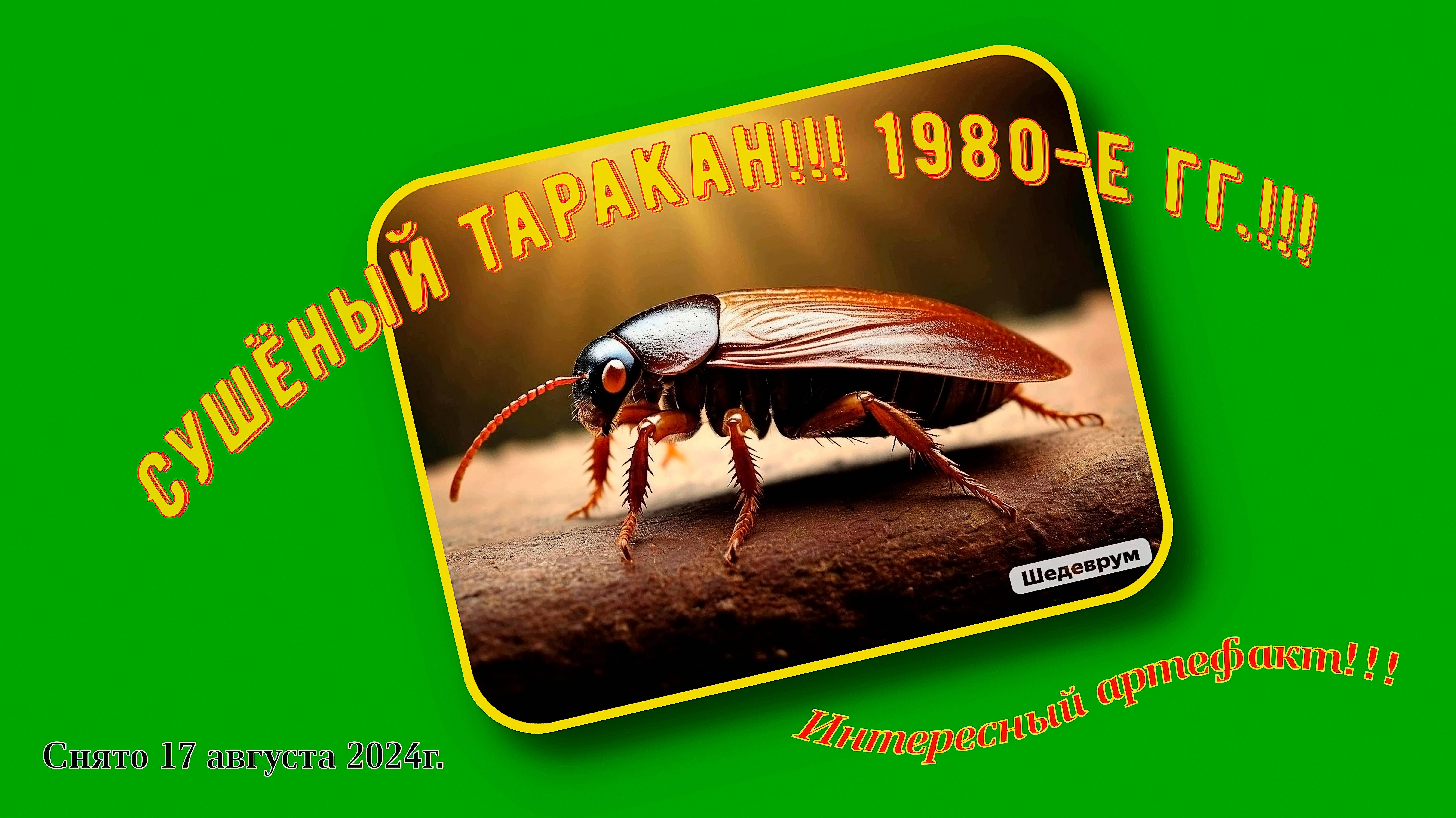 Сушёный таракан!!! 1980-е гг.!!! Интересный артефакт!!! Снято 17 августа 2024г.