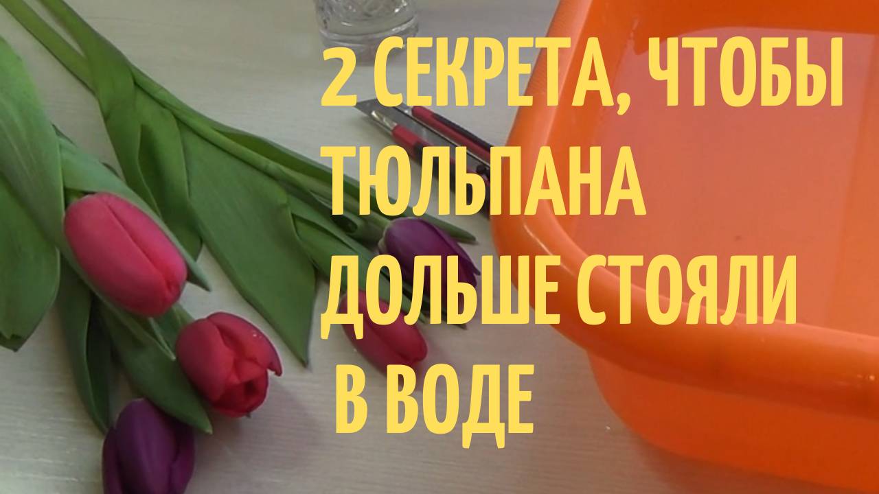 2 Секрета, чтобы тюльпана дольше стояли в воде