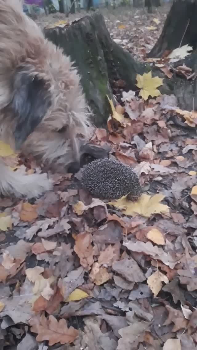 Встреча в лесу