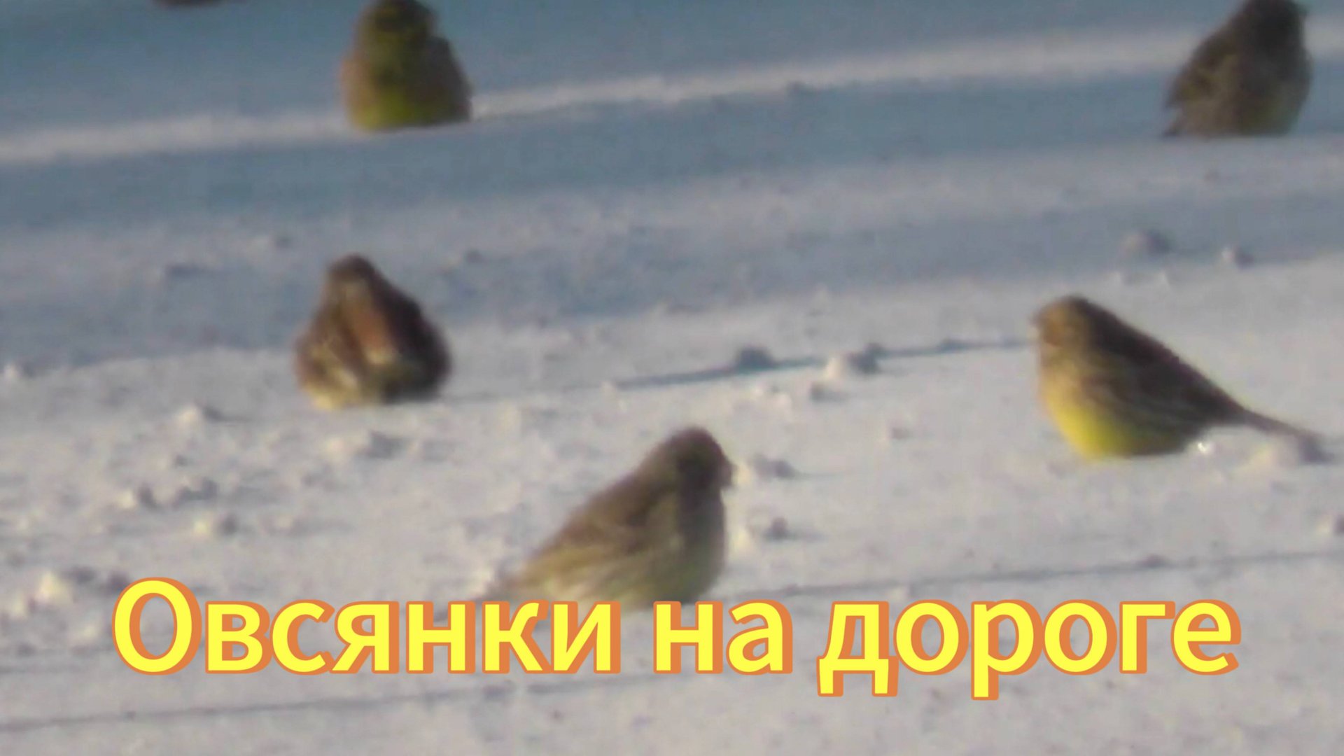 Птицы  овсянки  на дороге. Новосибирская область. Птицы Сибири. Овсянка.