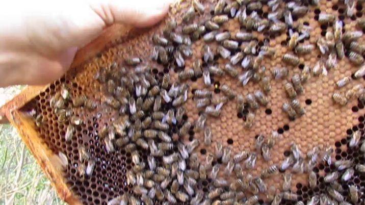 облет пчелиных маток в сентябре в Подмосковье, часть 2 - пробую нарастить пчел в октябре