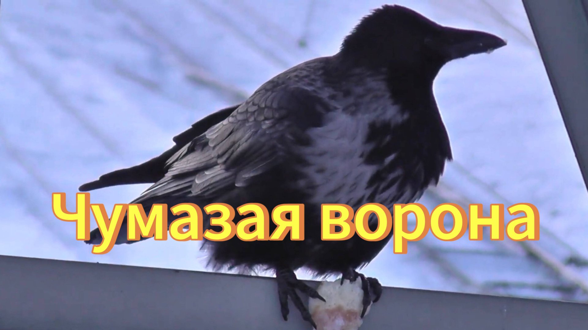 Чумазая(гибридная) ворона.Ворона с необычным  окрасом.Ворона ест. Новосибирск.