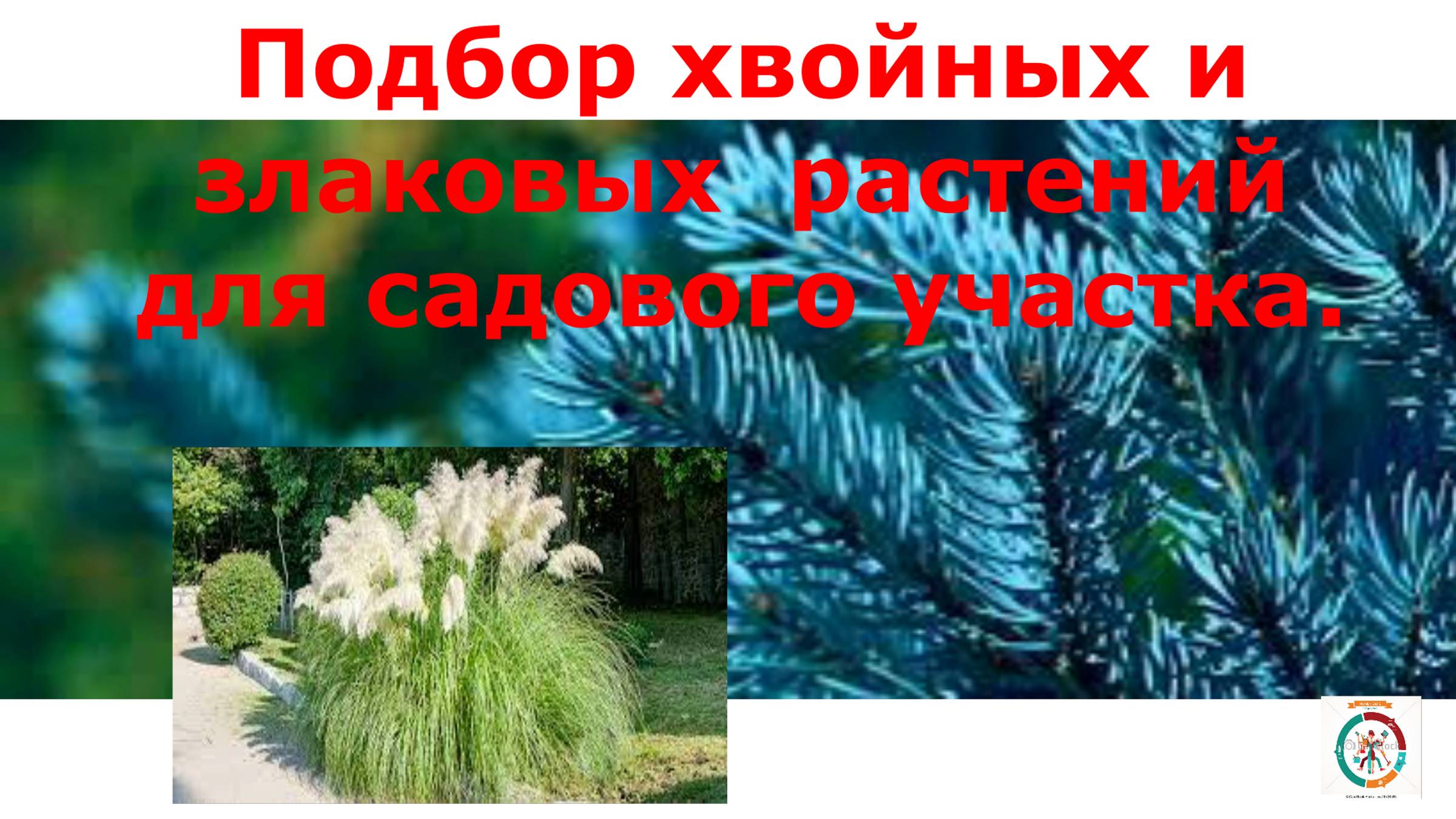 Подбор хвойных и злаковых растений для садового участка.#топыкатегорий.