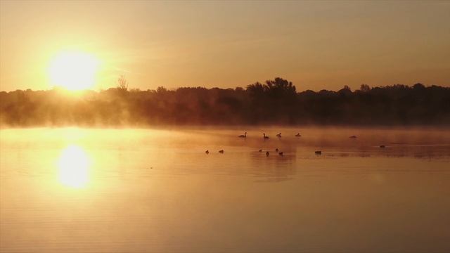 'Древлегорск' 'Оять' 'Радость' 'Лебёдушка'