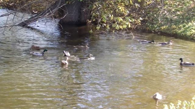 Утки в Осеннем Пруду